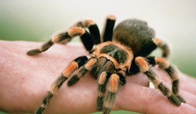 Drusillas Park - Visit Brighton and Hove